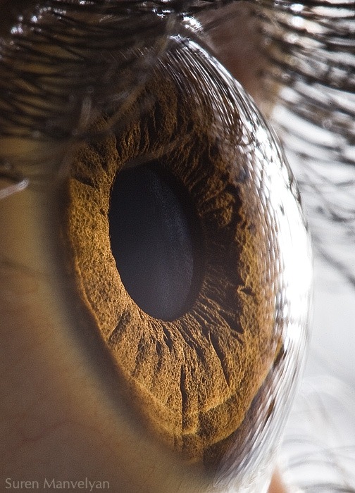Disturbingly Beautiful Macro Photos of Eyes by Suren Manvelyan ...